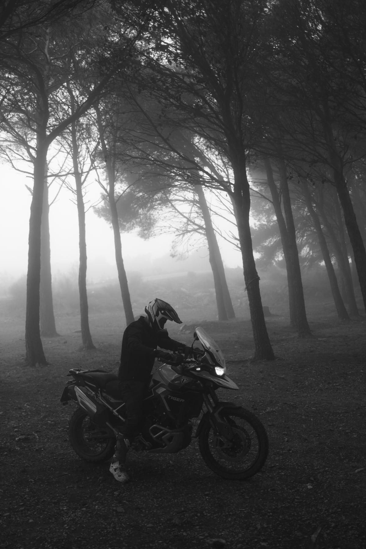 Tiger -Triumph Motorcycles - Schedule a Test Ride – Moto Montreal Cycle